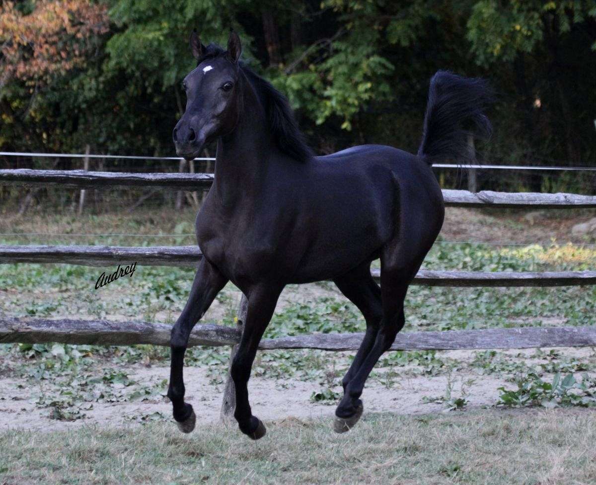Black Arabians (Fillies &, Mares,)