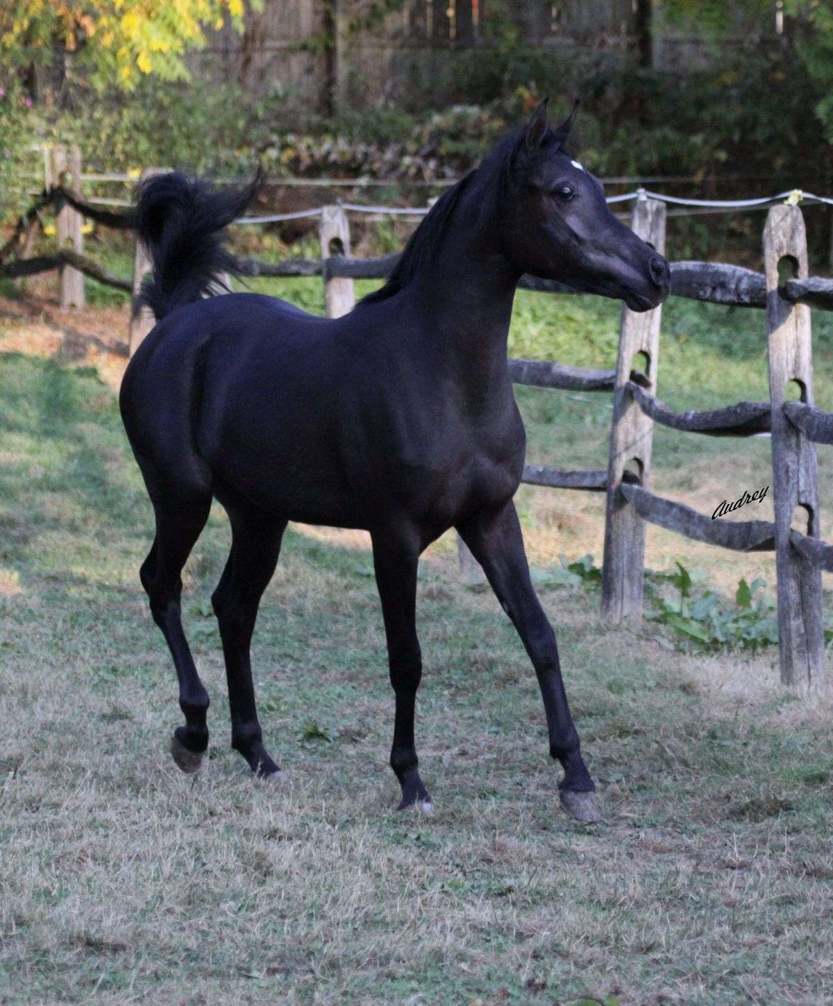 Black Arabians (Fillies &, Mares,)