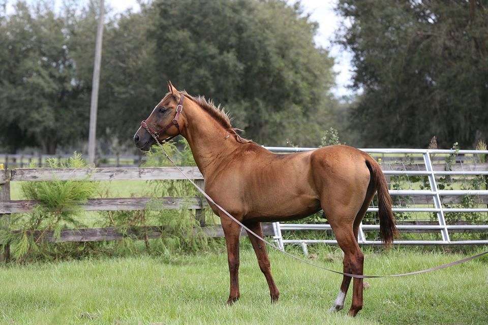 Exceptional Akhal-Teke Stallion Standing in Florida to All Breeds