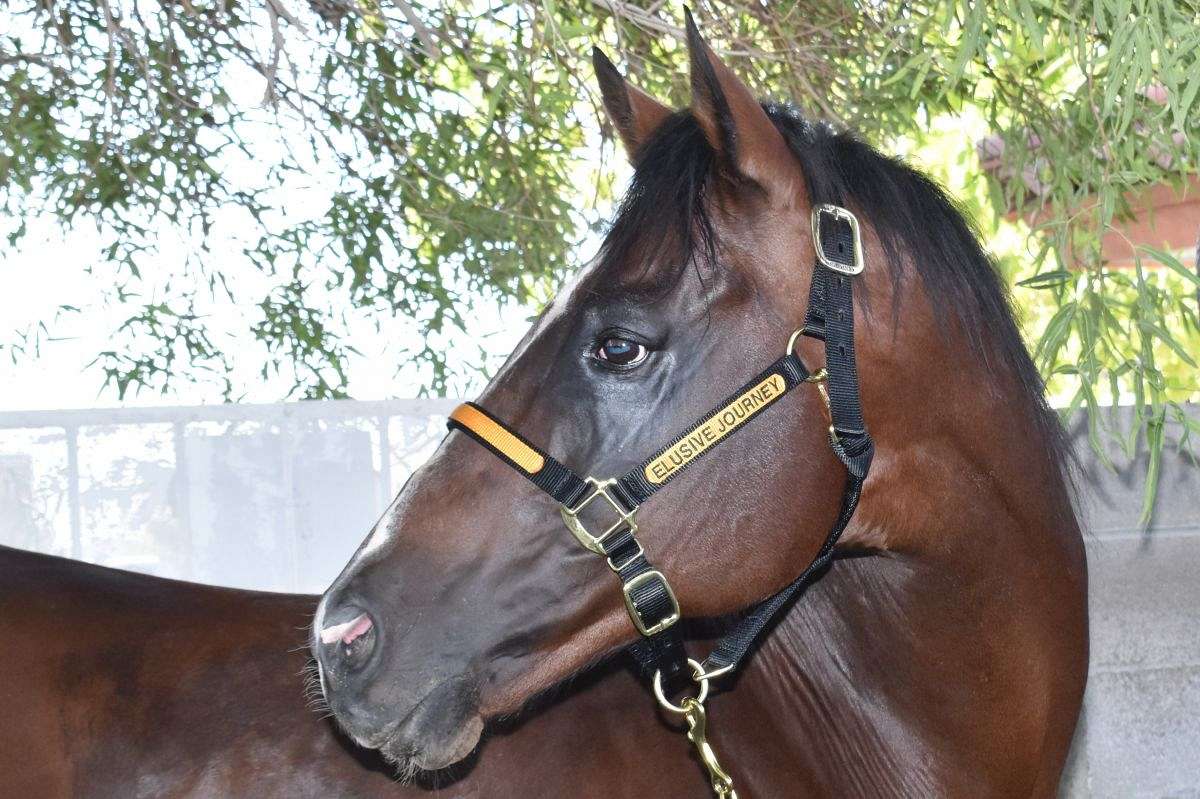 At Stud: Elusive Journey Son of Good Journey
