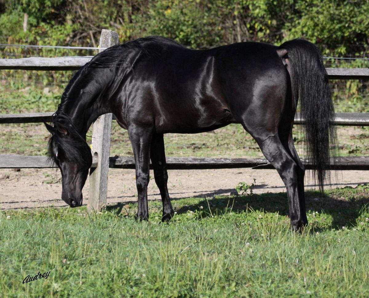Black Arabians (Stallions, Colts & Geldings)