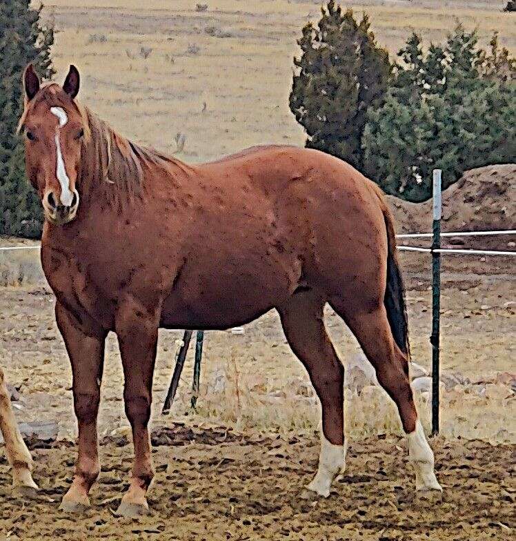 Sorrel Stud - King Fritz, Sun Frost, Orphan Drift, Snipper Music