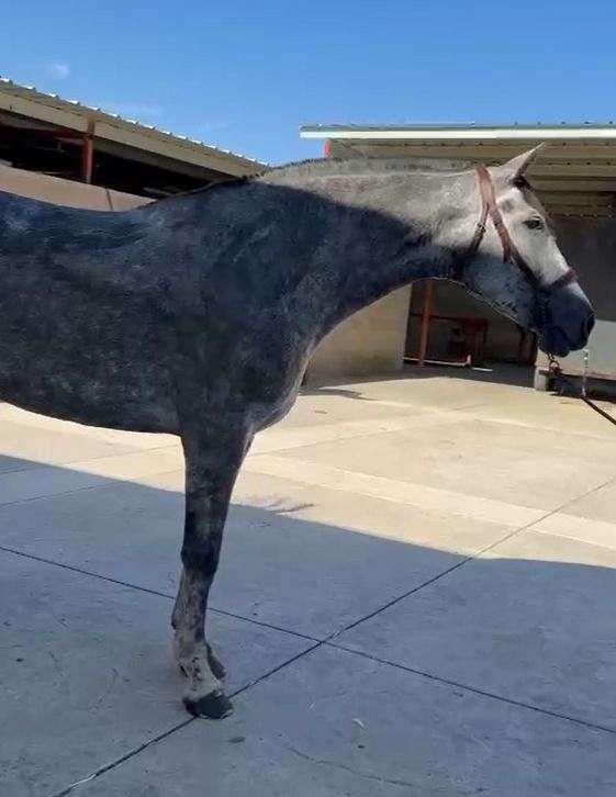 Solid Grey Andalusian Mare