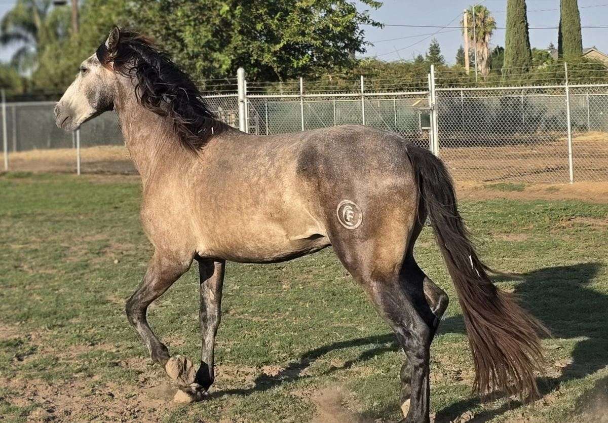 Spain Andalusian Colt Registered With IALHA