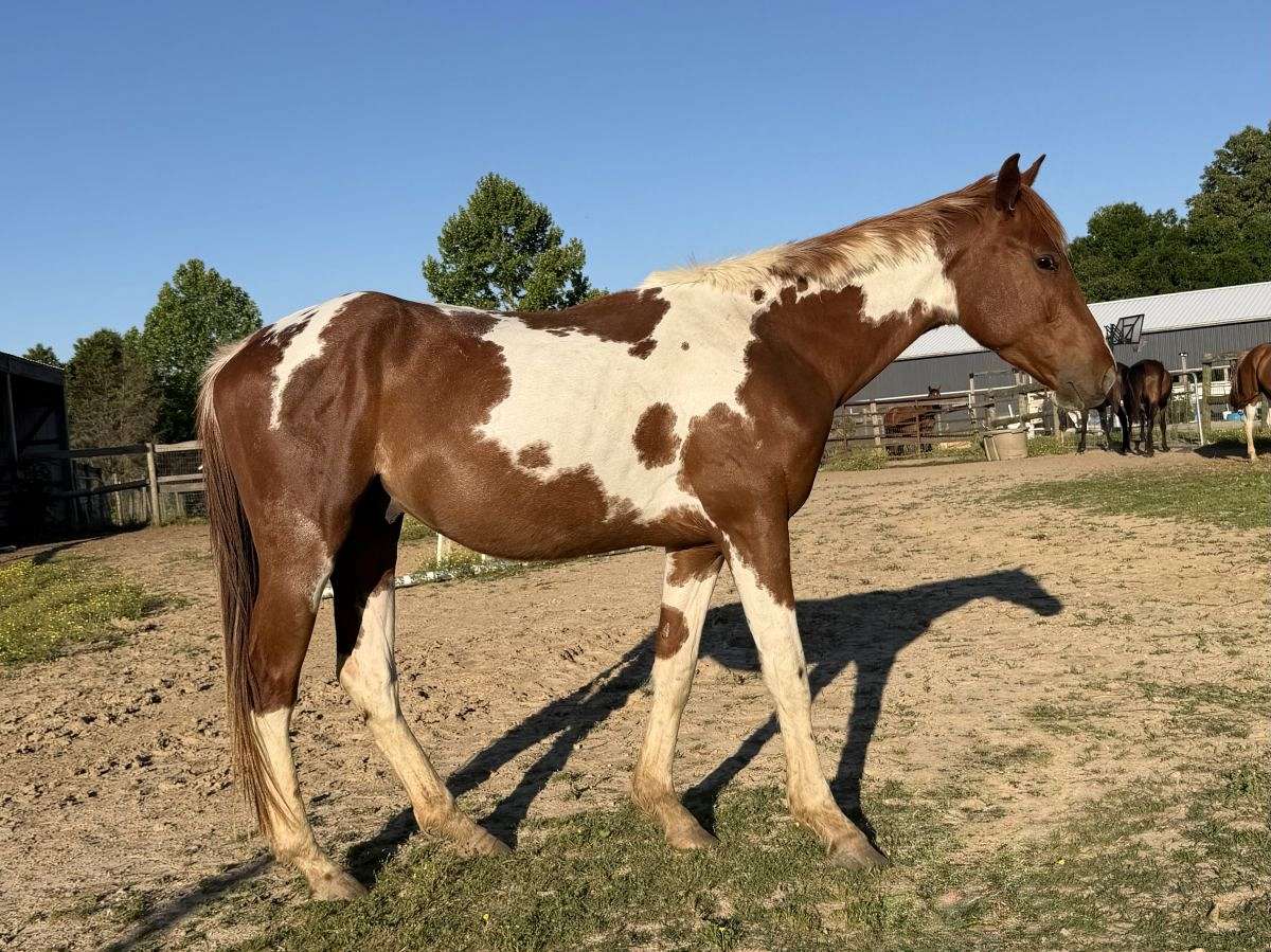 Flashy Paint Colt by TB Mare - Stunning