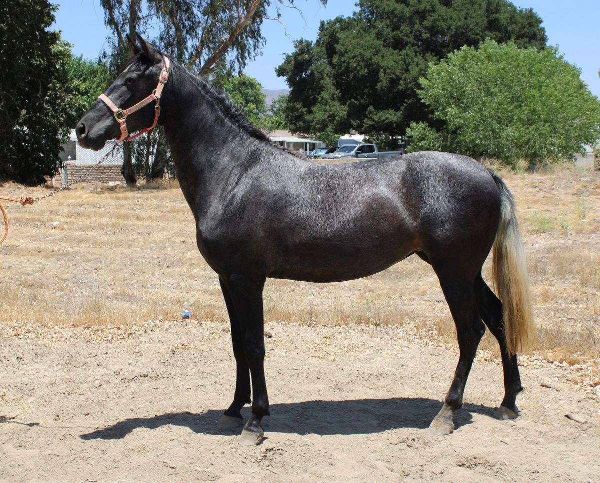 2022 Beautiful Andalusian Grey Mare in Canyon Country, California