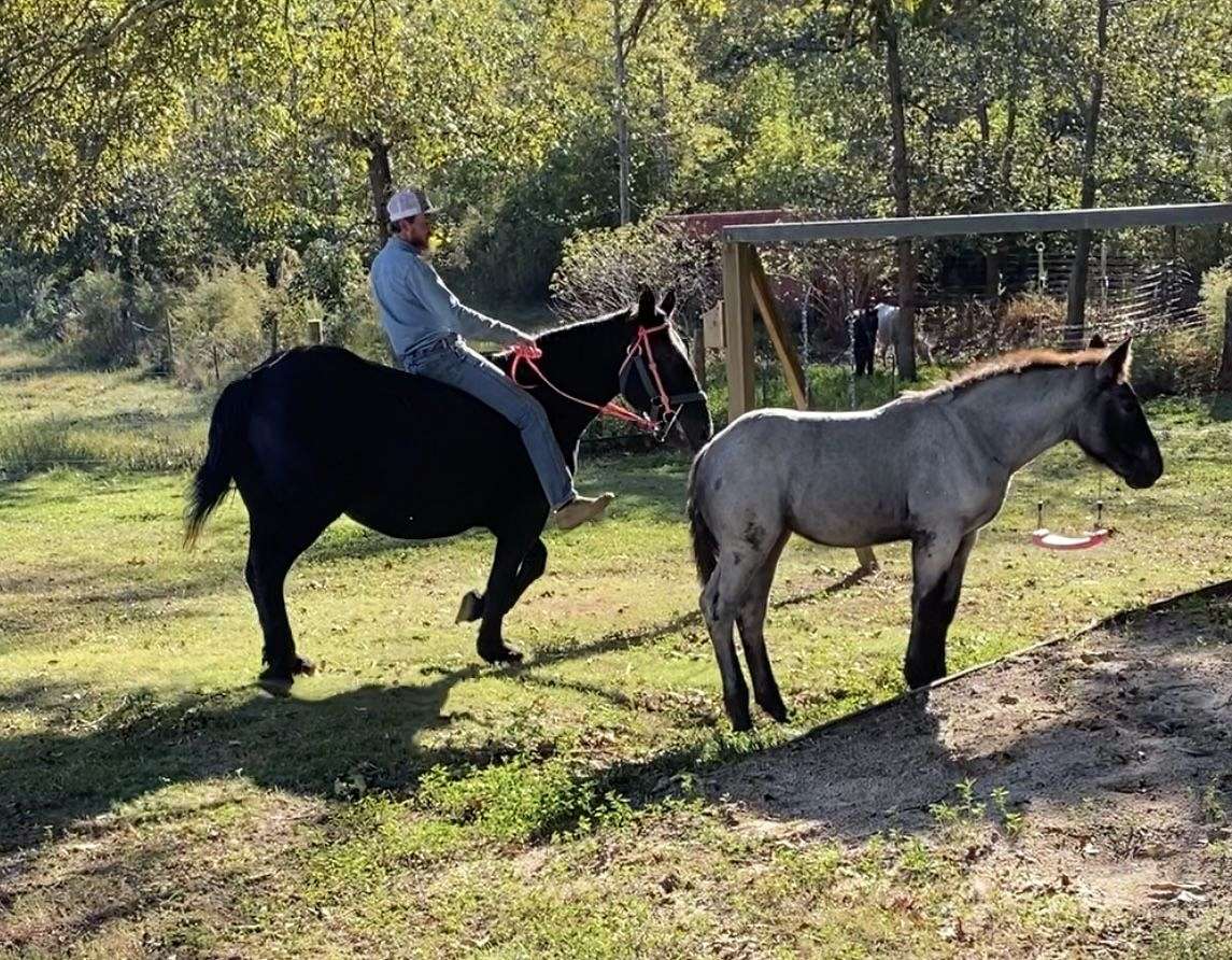 Super Gentle Team Rides and Drives!