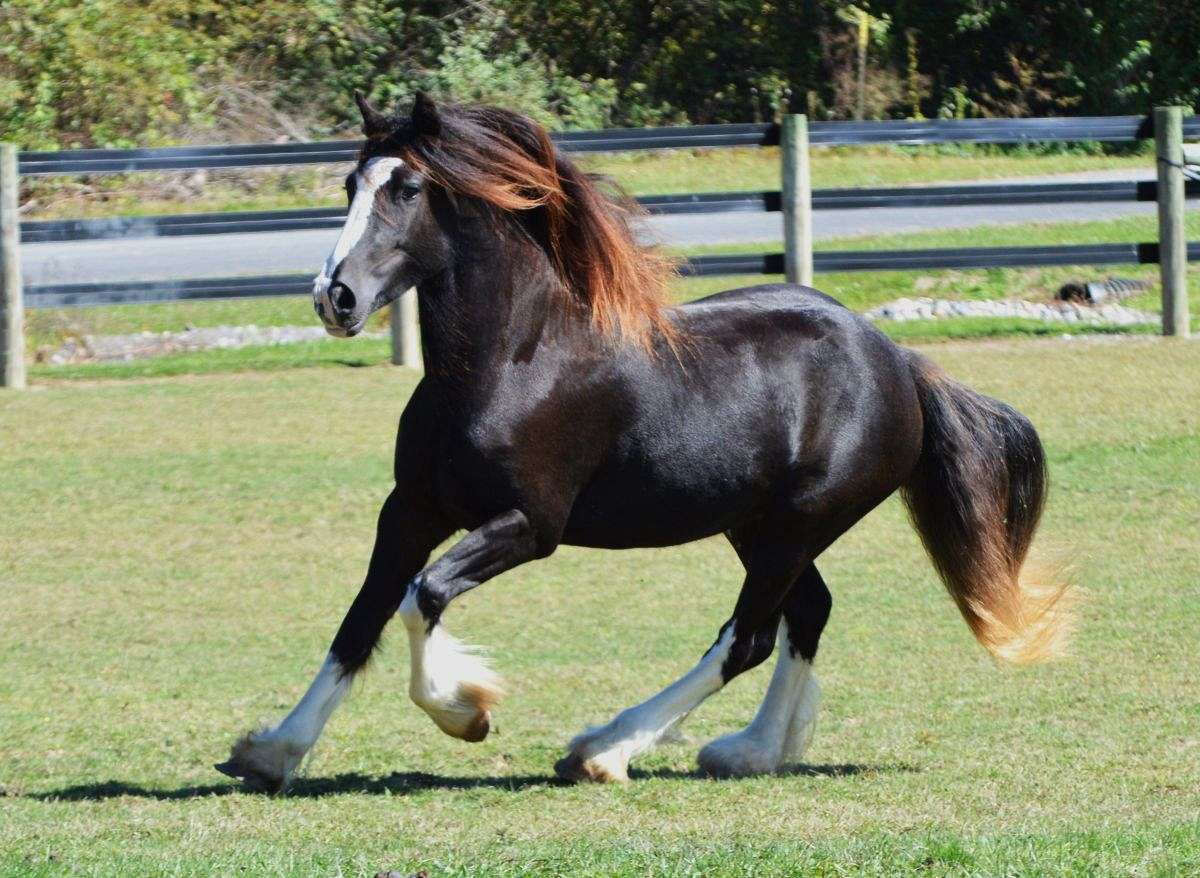 Flashy Black Sabino Foundation Drum Filly High Whites Dressage Show Quality
