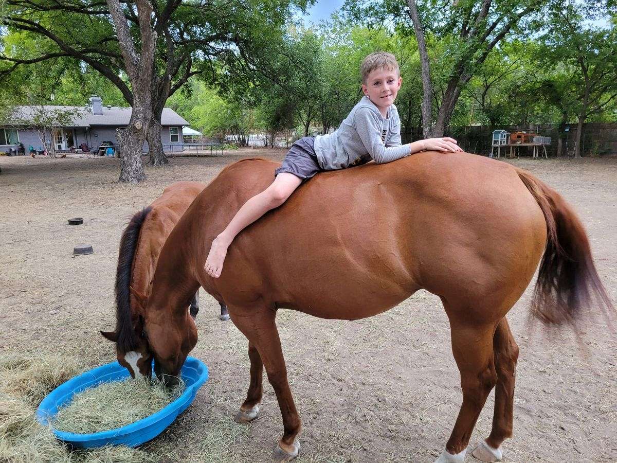 2010 AQHA Sorrel - Miss Cool Package - Amazing Pedigree by Smash My Package