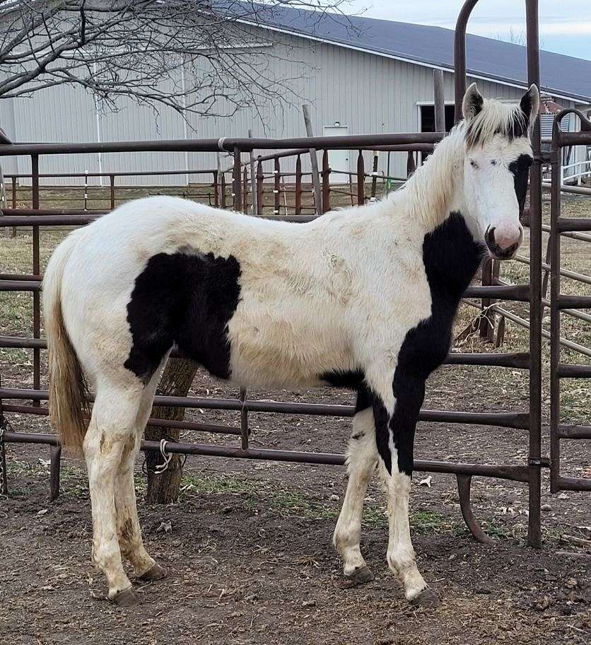 Splash White 1 Tovero Granddaughter of Both All Time Fancy and a Tru Rolex