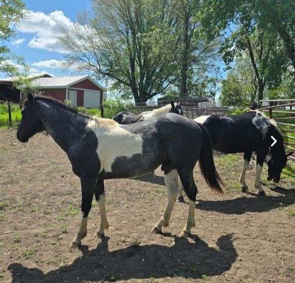 Blue Roan Tobiano Stud Prospect. Color Me Smart, a Tru Rolex