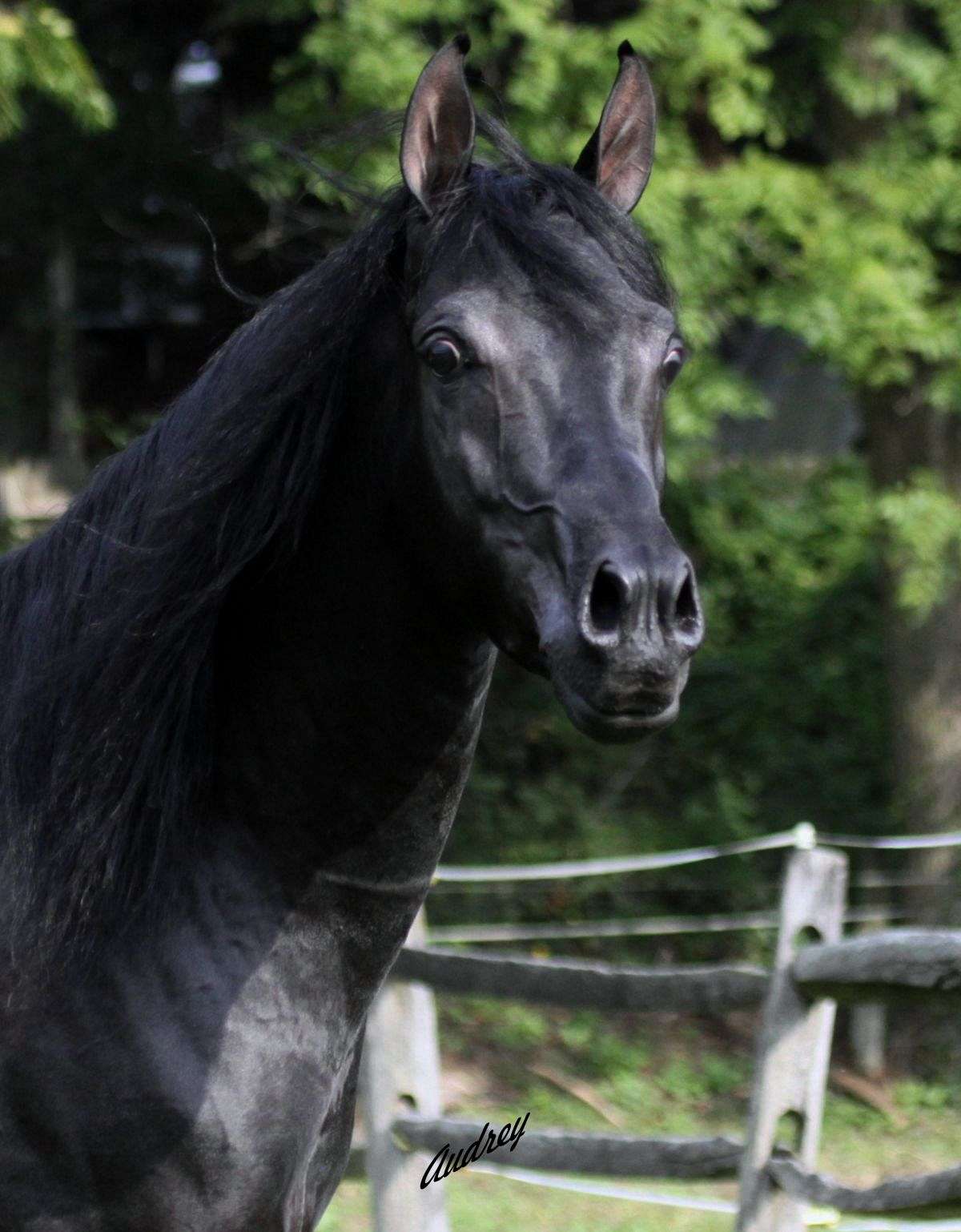 Black Arabian Stallion