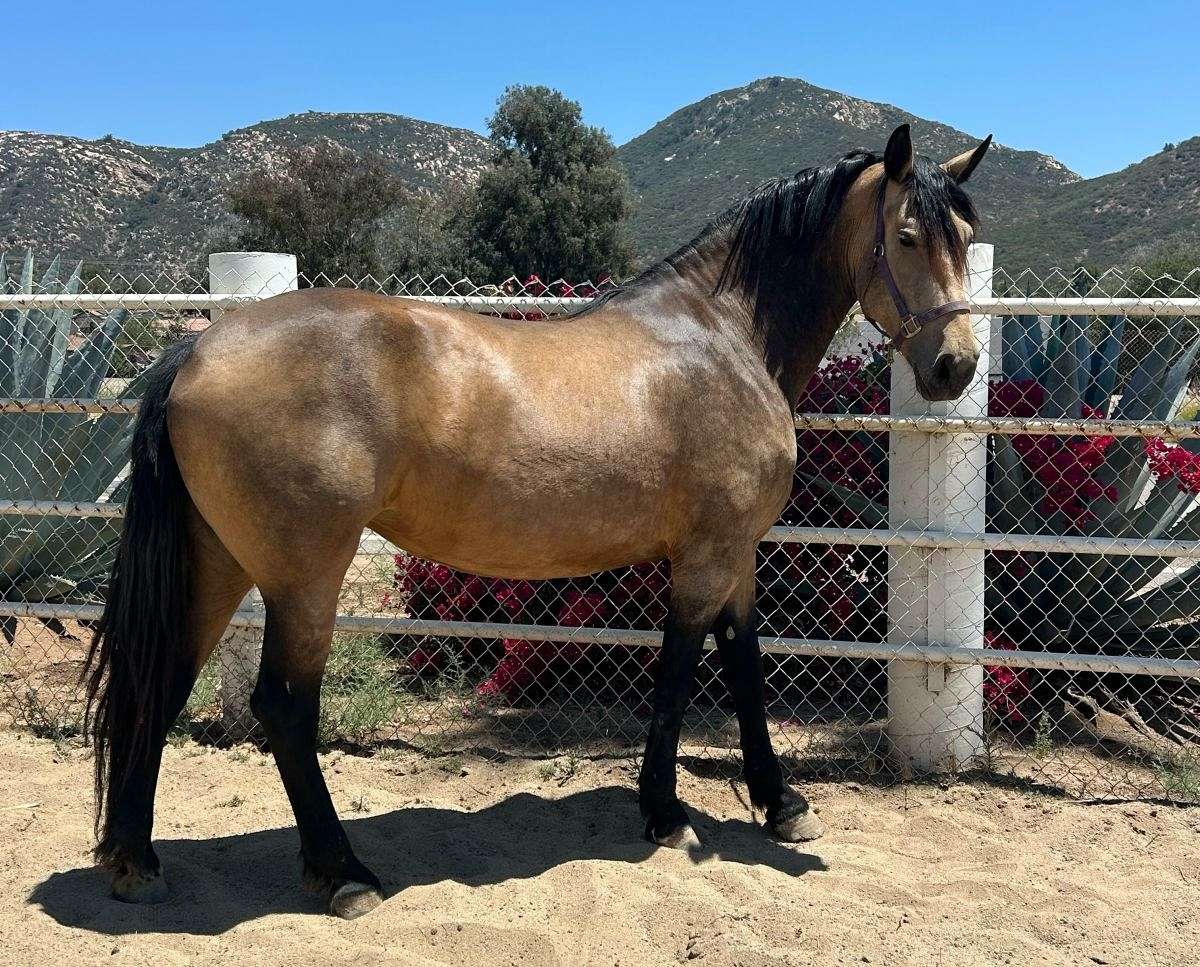 2022 Buckskin Warlander Friesian and Andalusian Cross