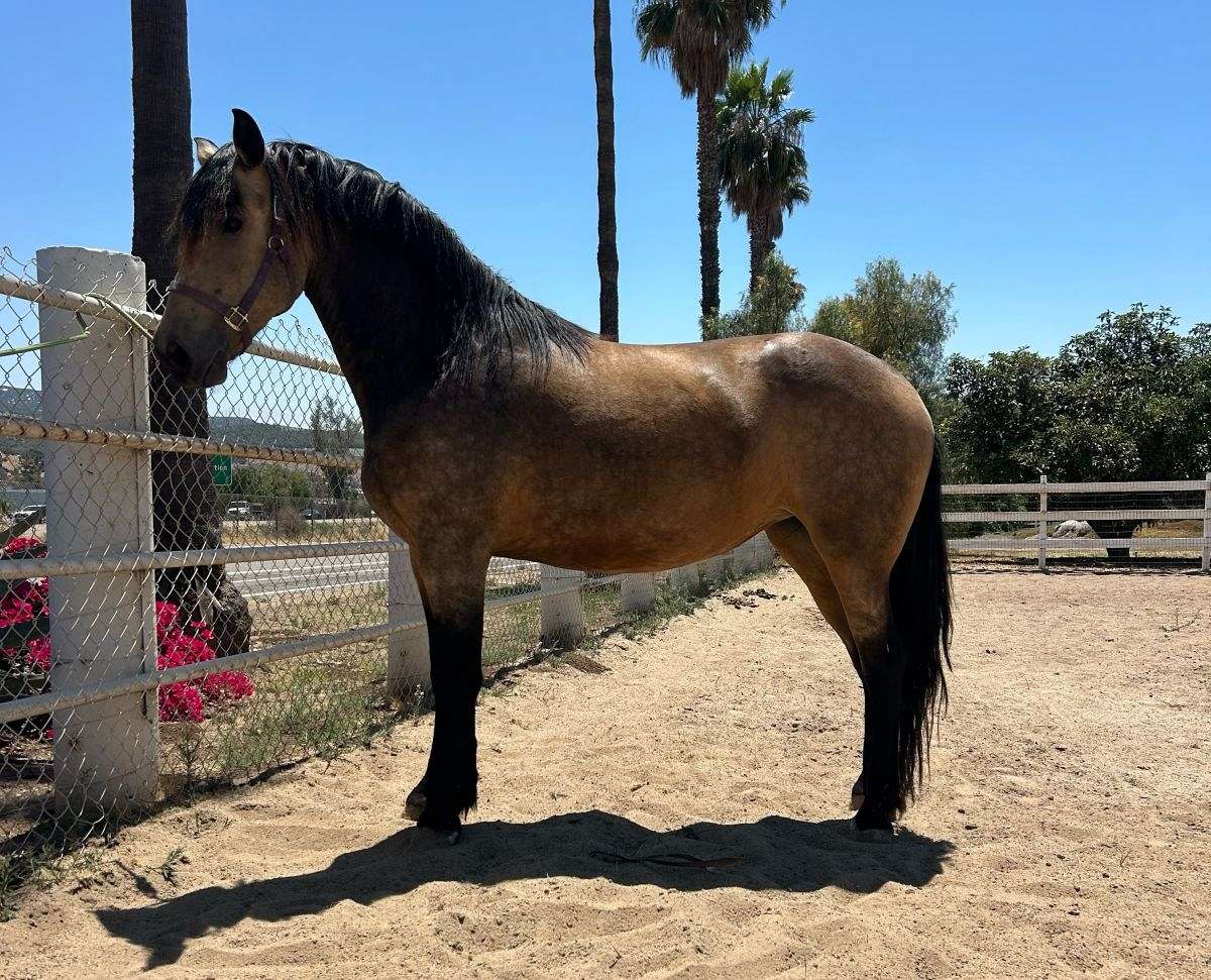 2022 Buckskin Warlander Friesian and Andalusian Cross