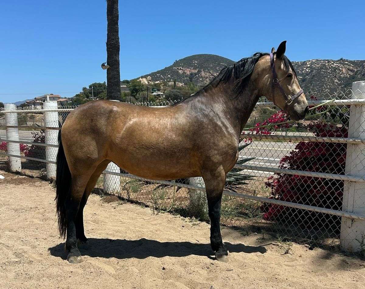2022 Buckskin Warlander Friesian and Andalusian Cross