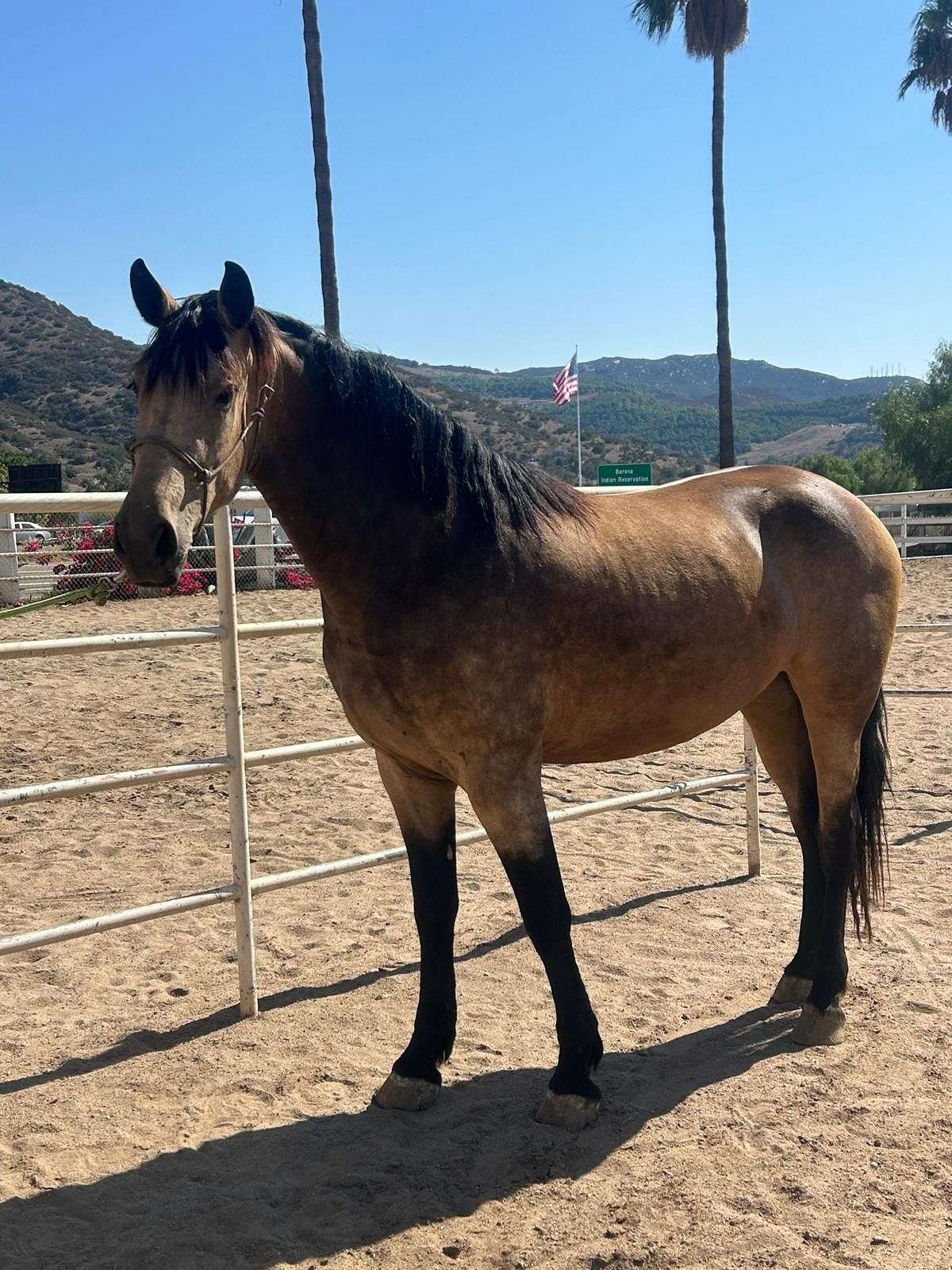 2022 Buckskin Warlander Friesian and Andalusian Cross