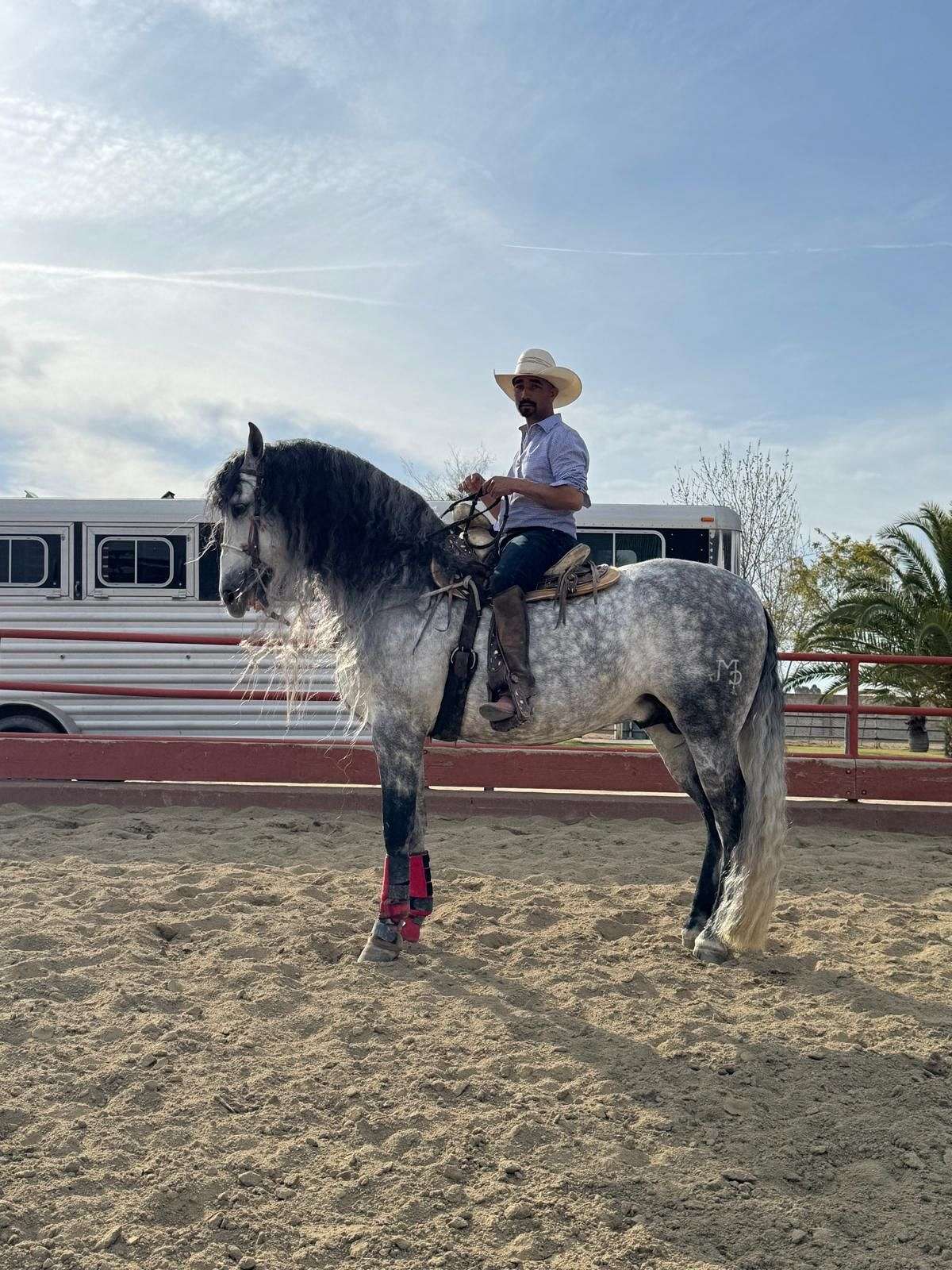 Stunning Grey Andalusian Super Big Mover...