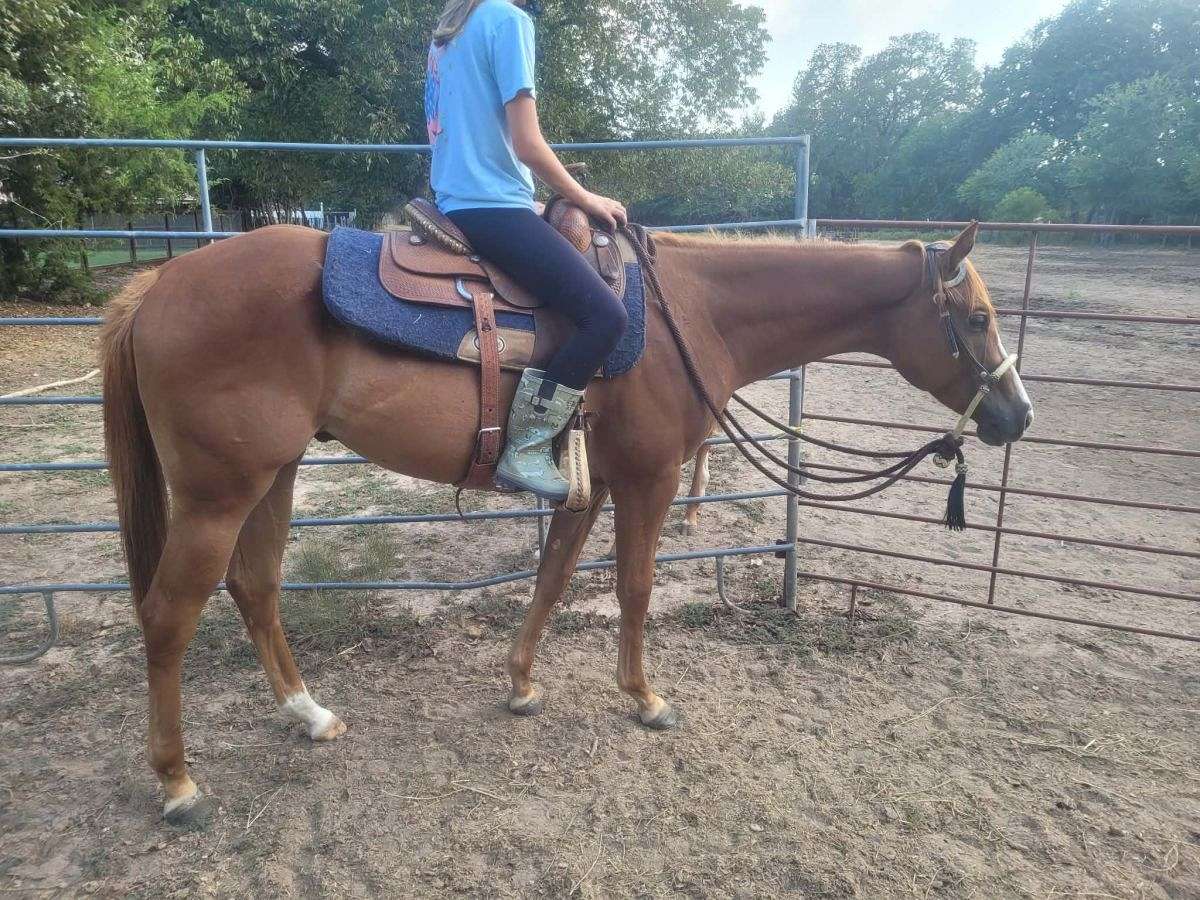 Well Bred Halter Colt That Will Also Ride