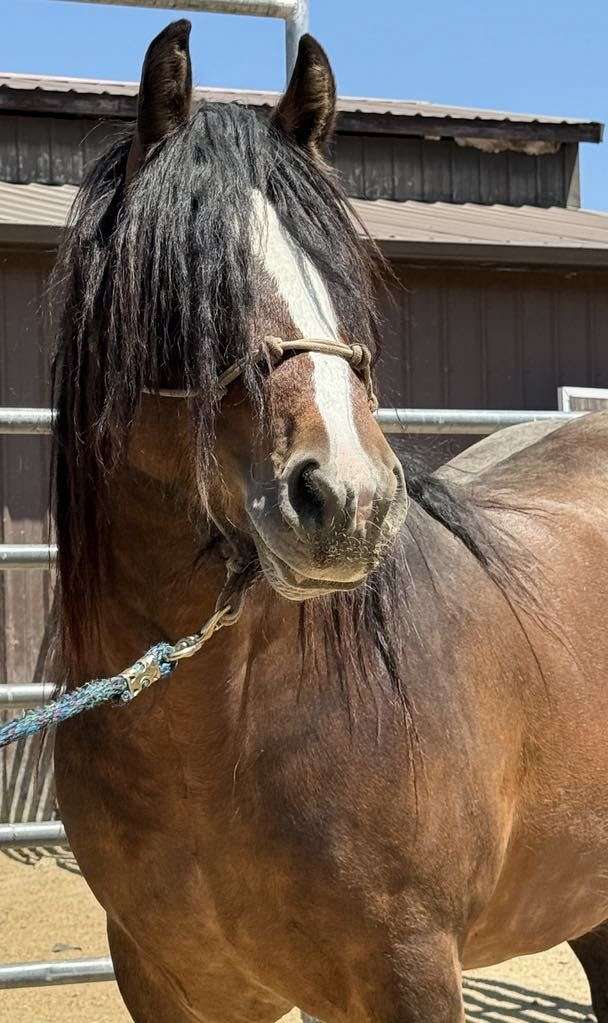 Stunning Bay Gypsy Colt
