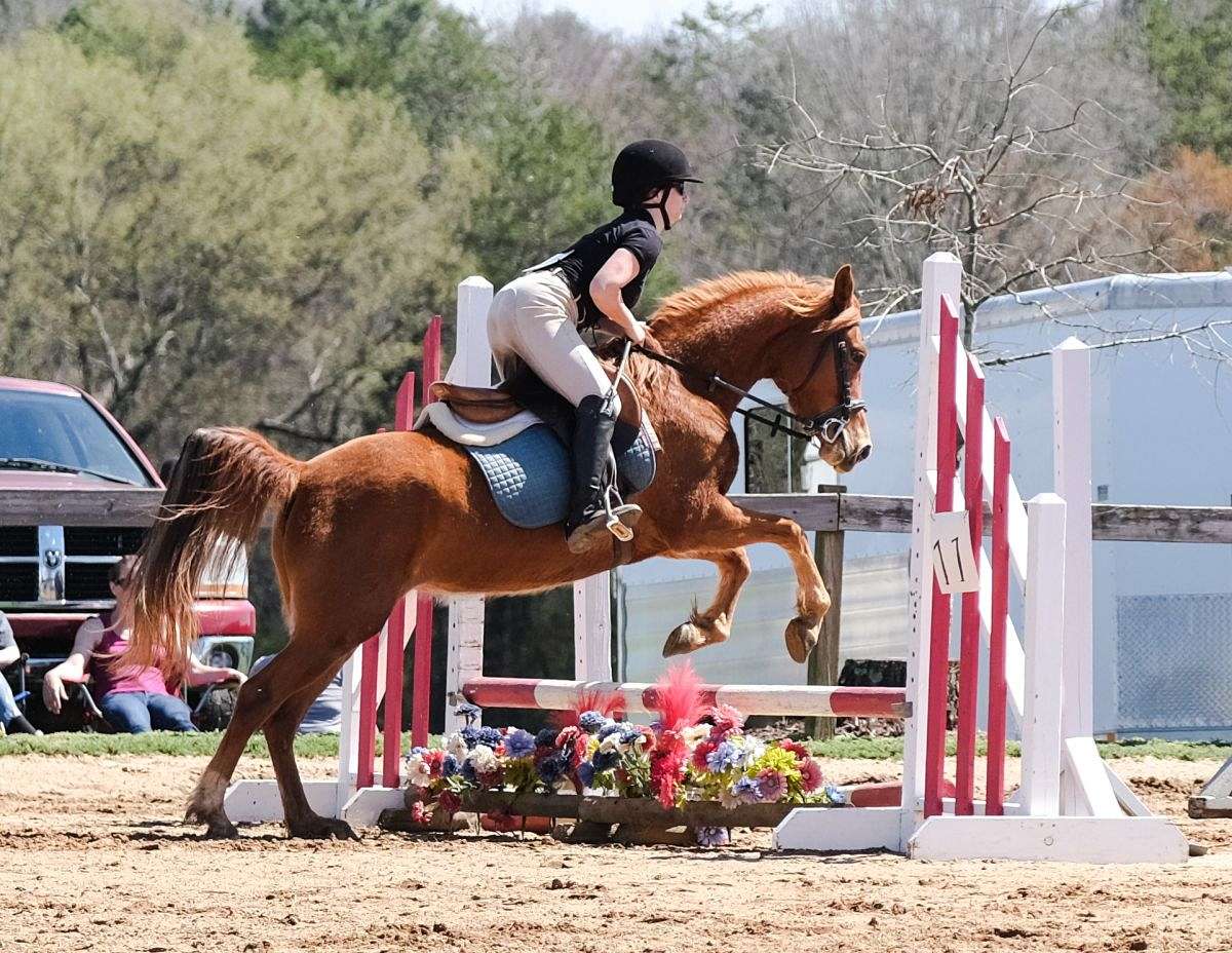 Barbie! Large Pony, Show Experienc