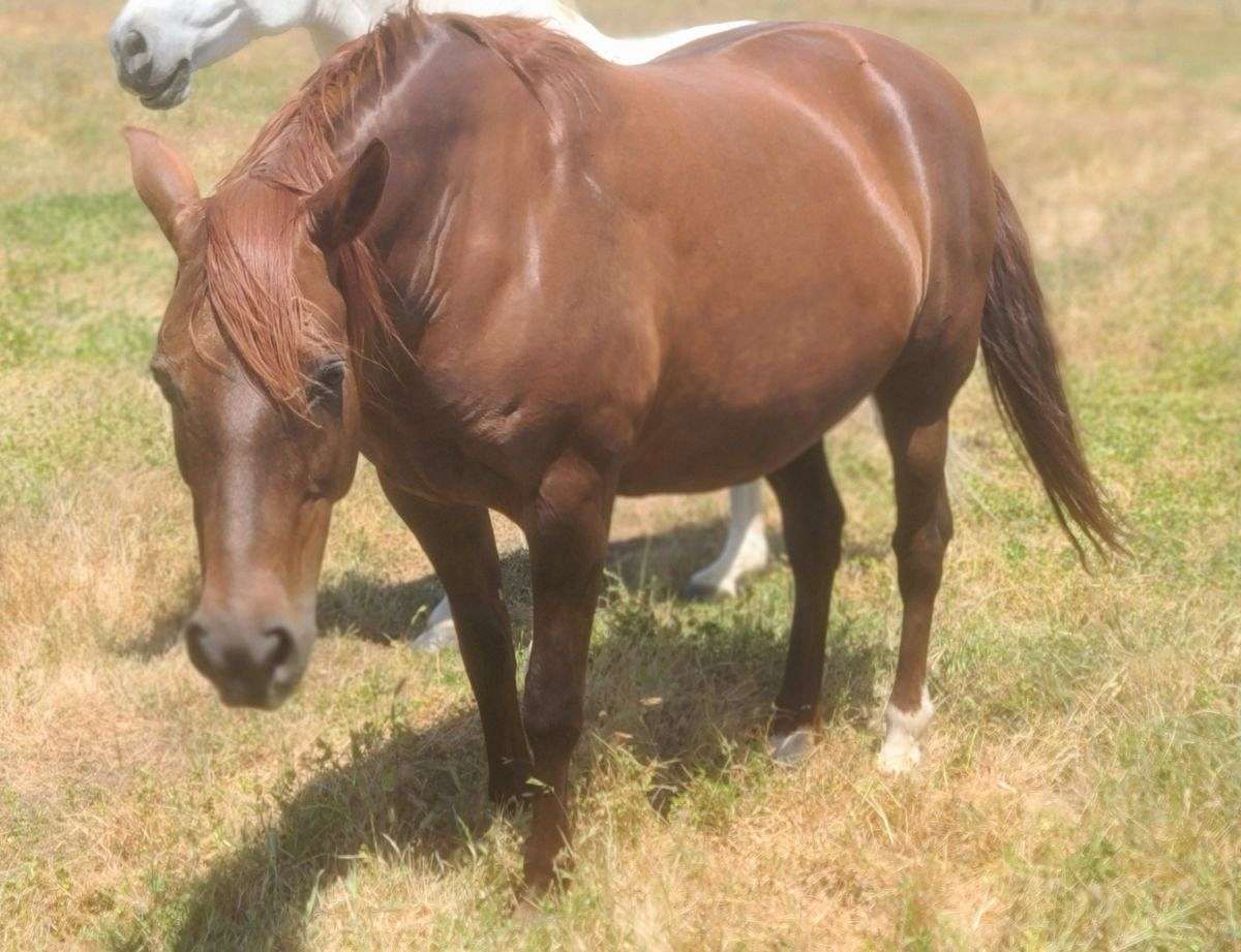 Chestnut Andalusian 2 N 1 Bred Mare Registered IALHA