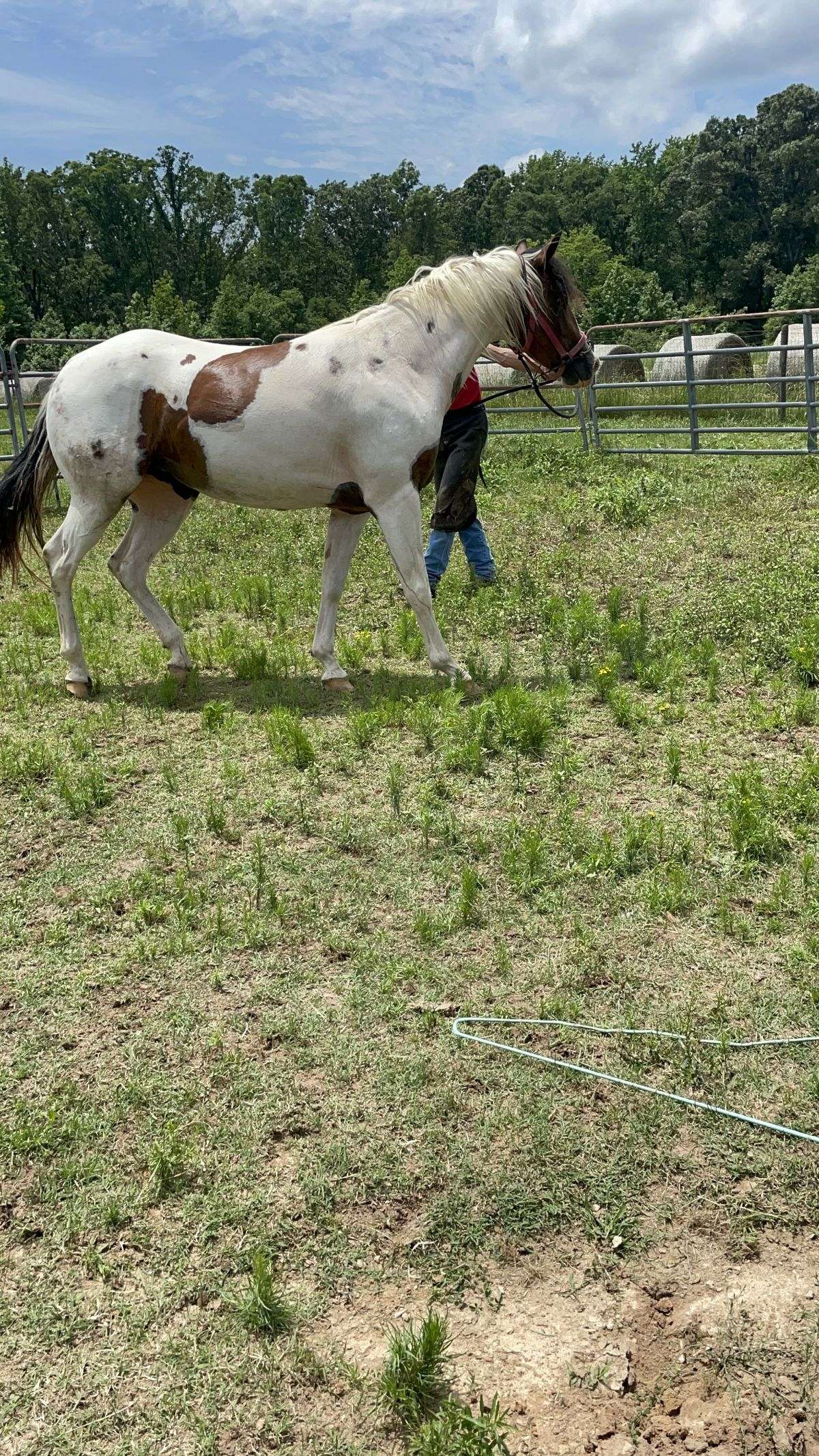 Beautiful 3 yo Homozygous Tobiano Paint Mare