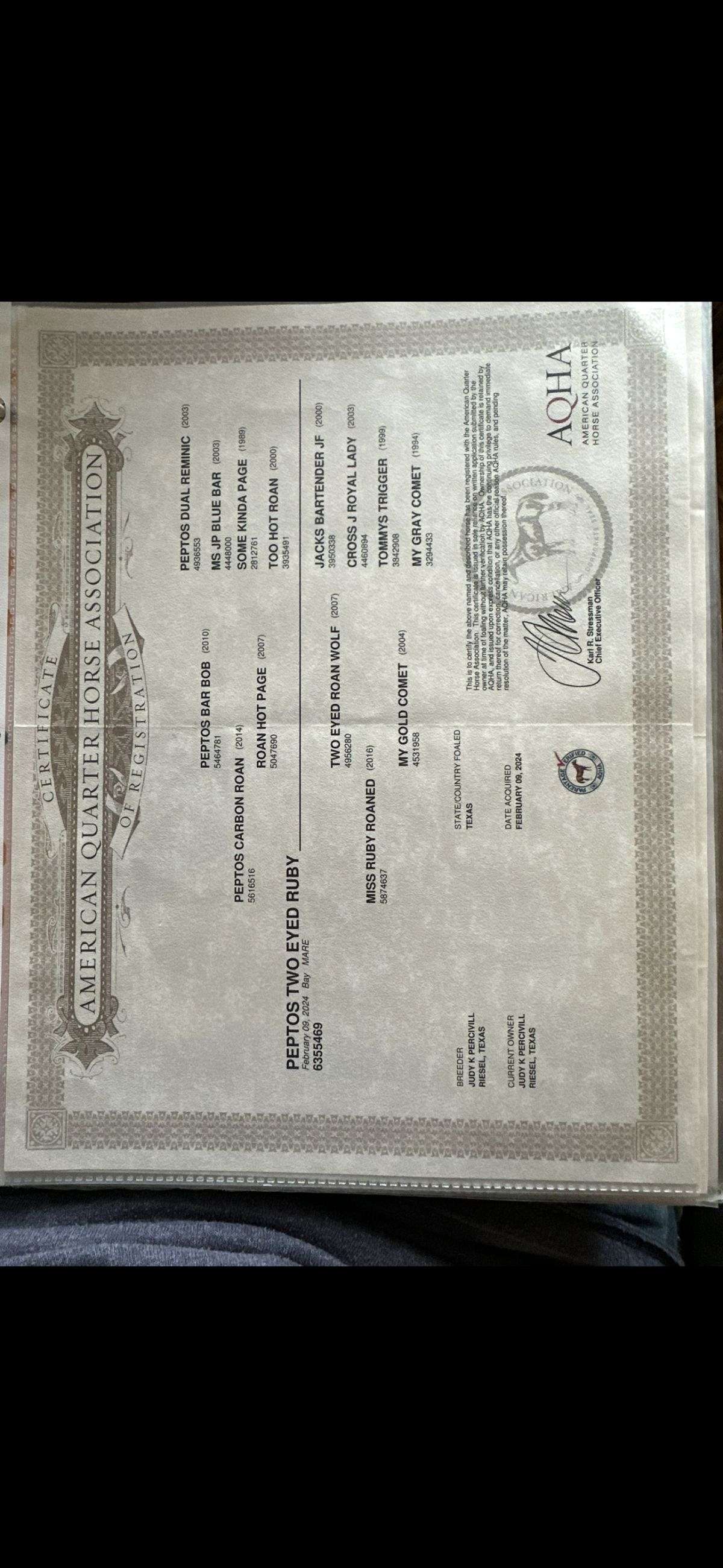 AQHA 2024 Bay Yearling Filly