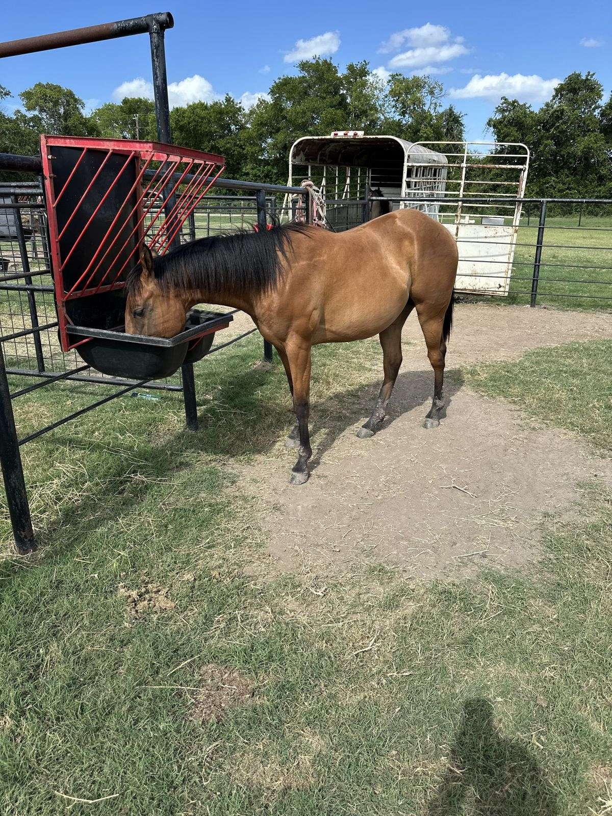 AQHA 2024 Bay Yearling Filly