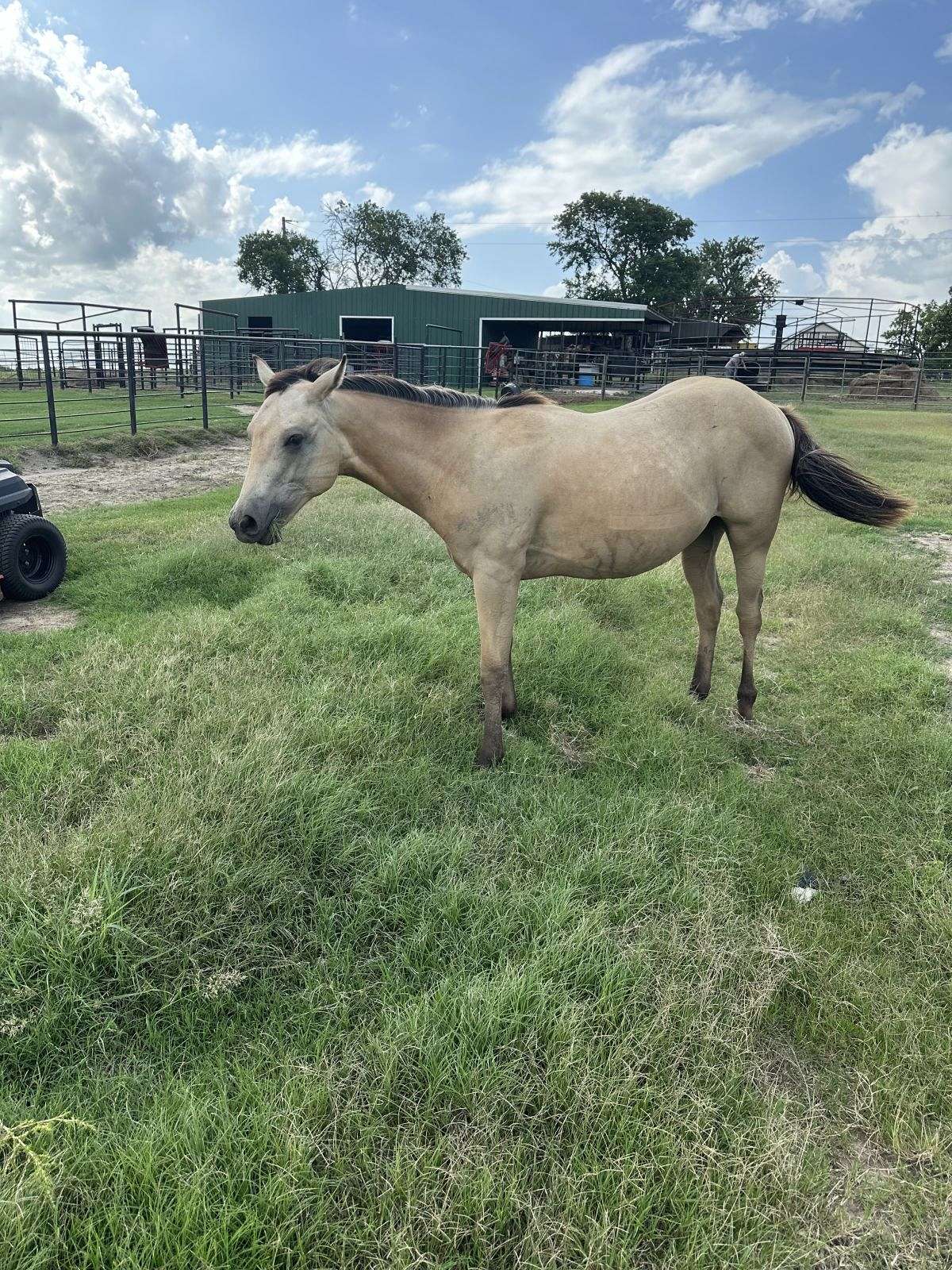 AQHA 2024 Buckskin Yearling Colt