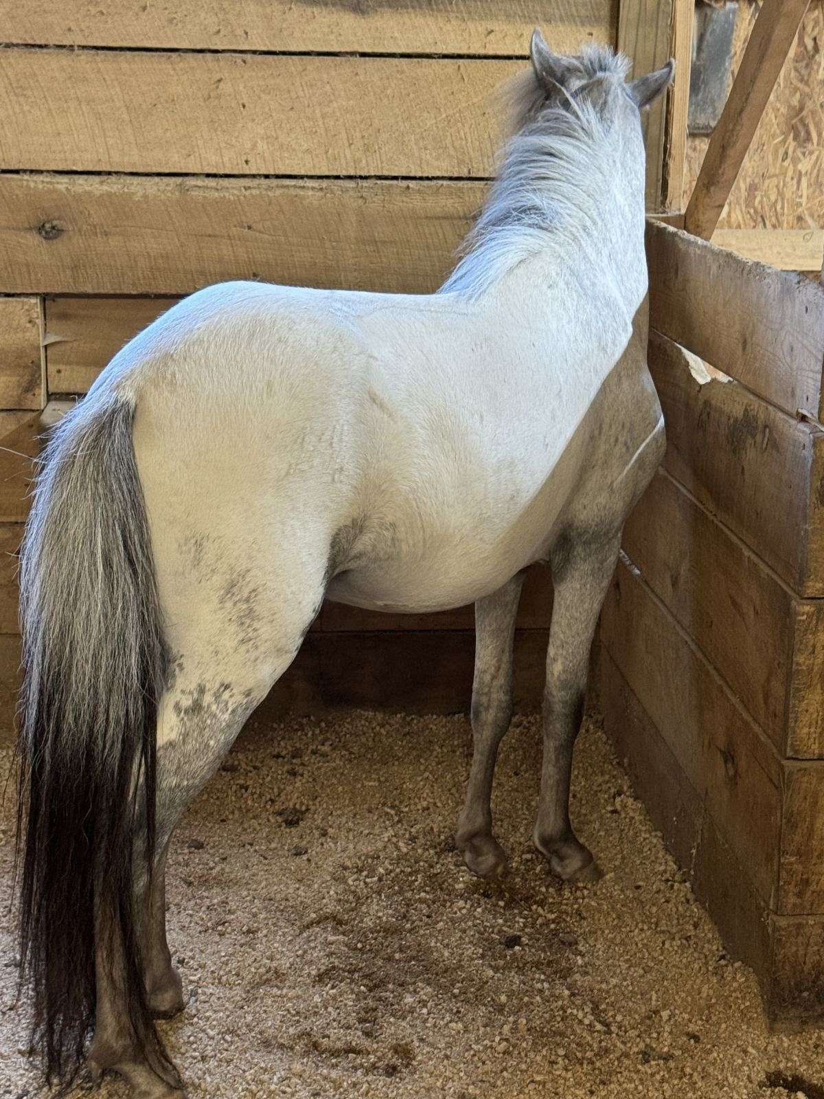 Pure Falabella Stallion Few Spot