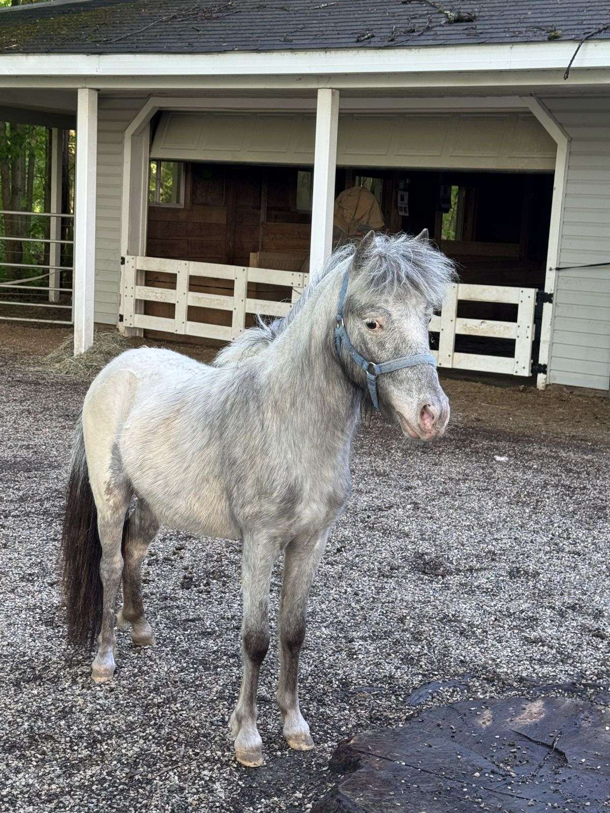 Looking for a Miniature Falabella Stallion With a Big Personality?