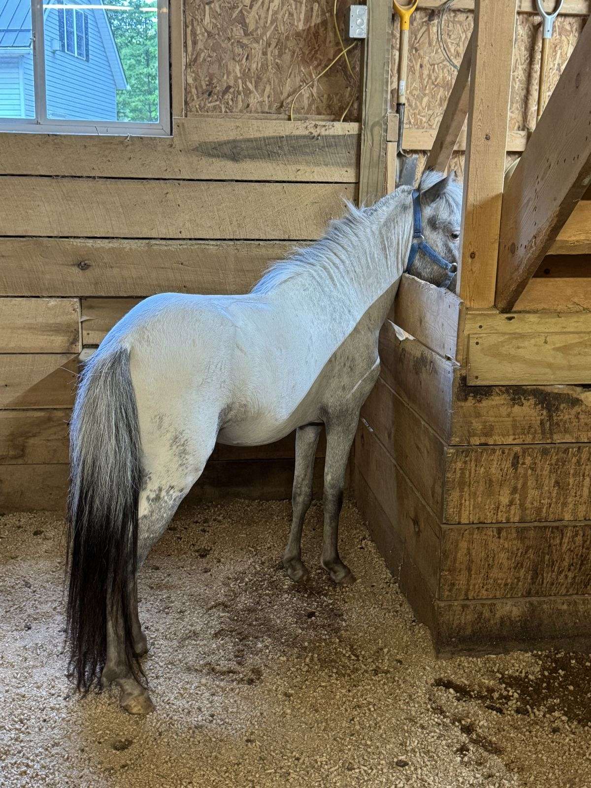 Looking for a Miniature Falabella Stallion With a Big Personality?