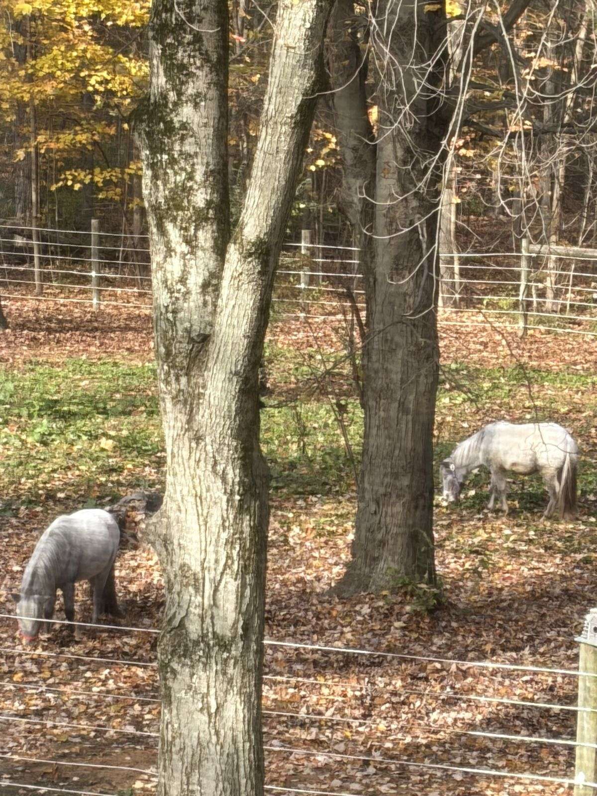 Looking for a Small Stallion With a Big Personality?