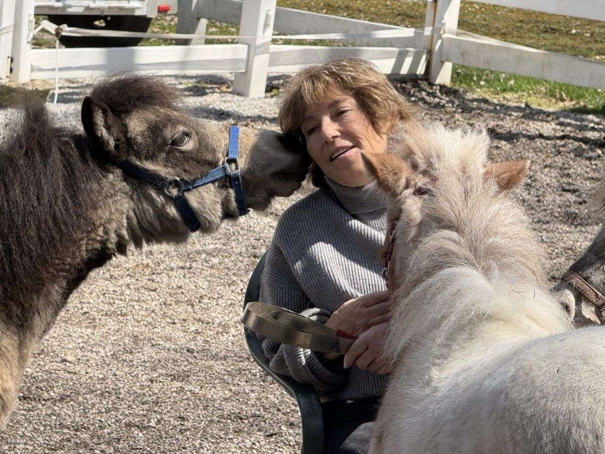 Falabella Blend Miniature - Black Dun