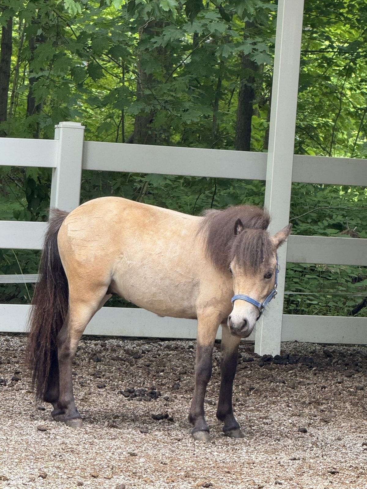 Falabella Blend Miniature - Black Dun