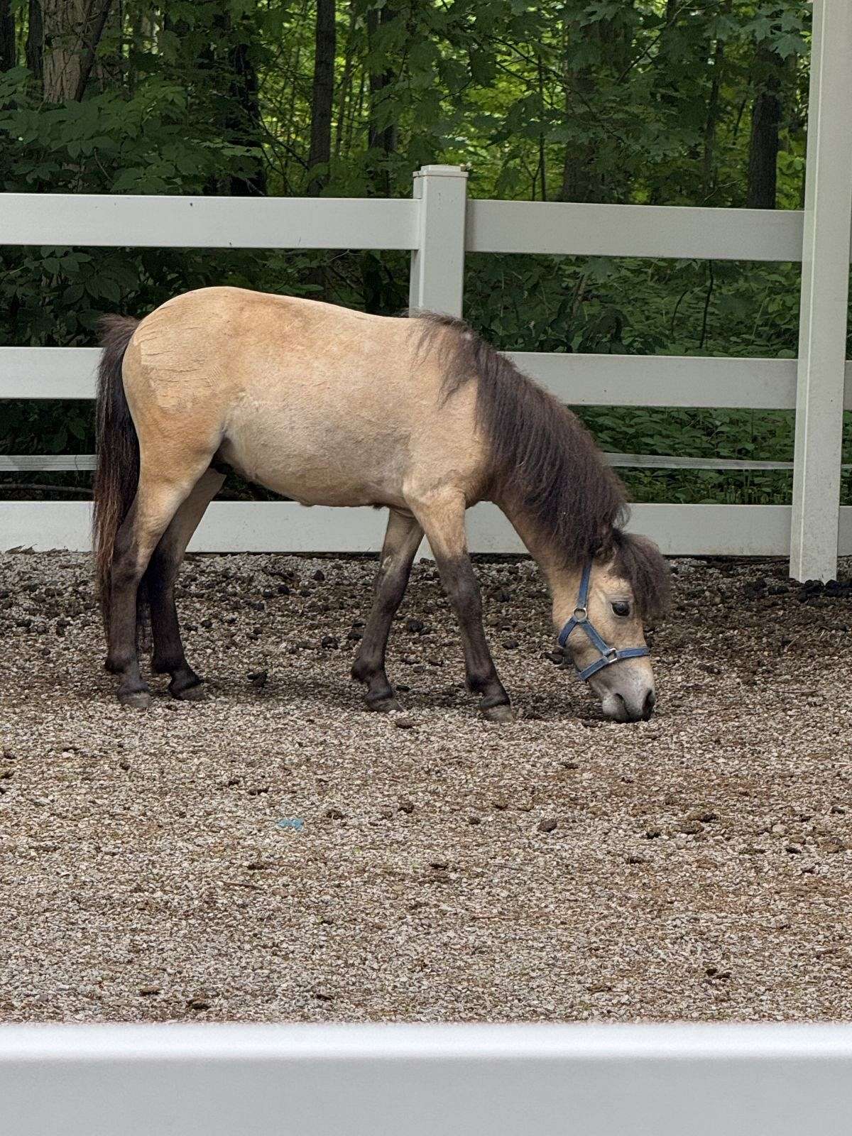 Falabella Blend Miniature - Black Dun