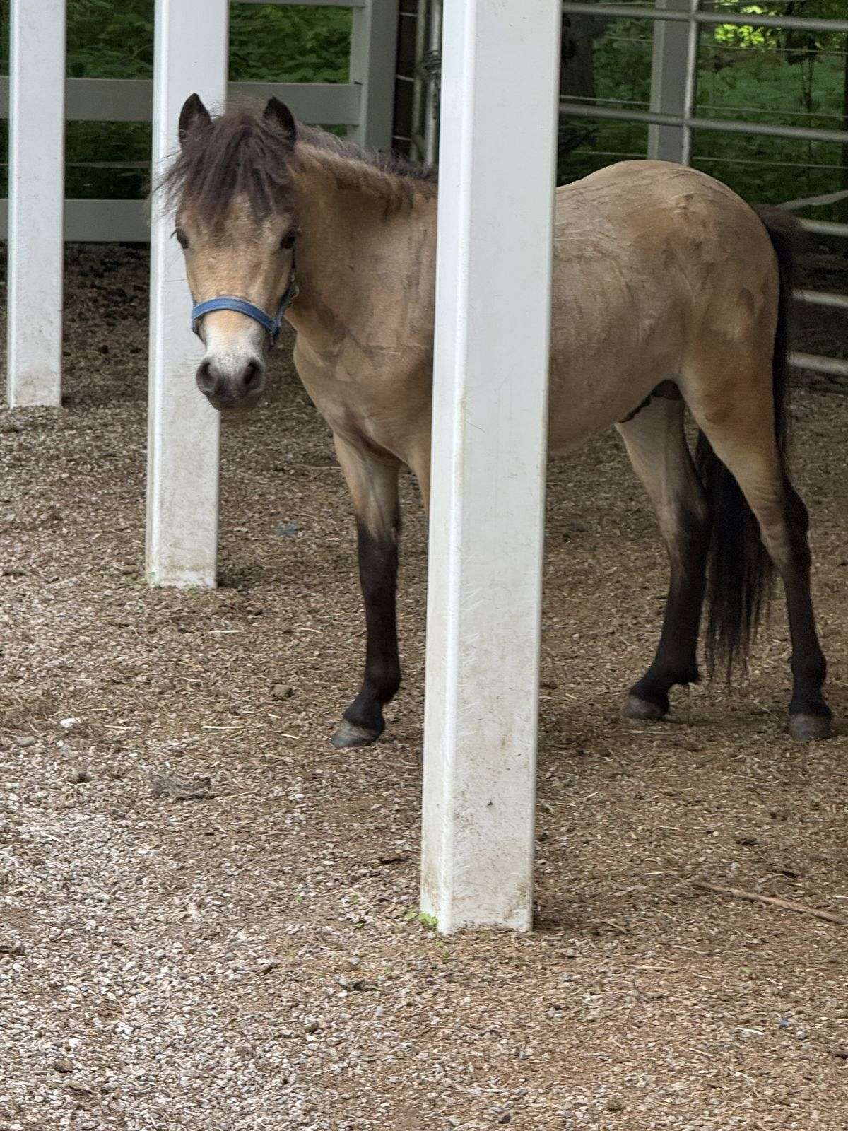 Falabella Blend Miniature - Black Dun