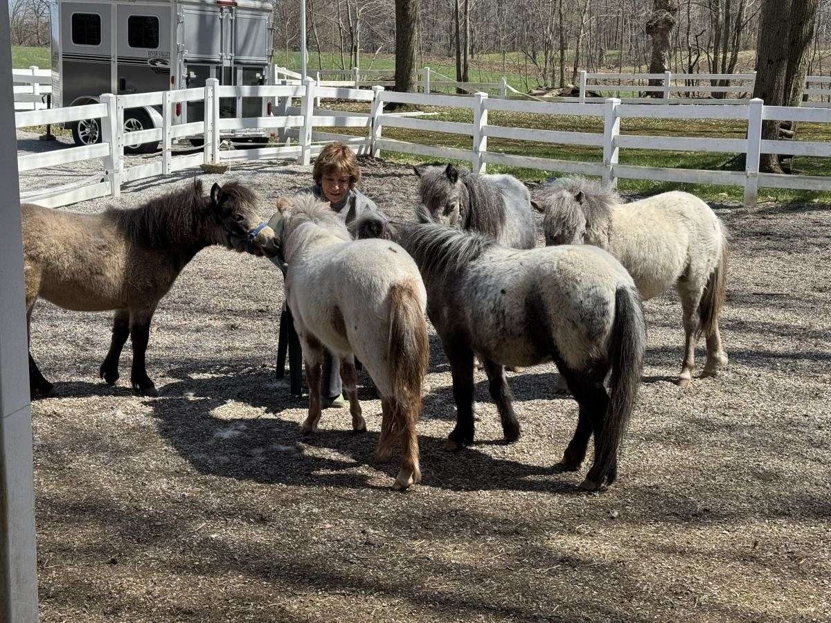 Falabella Blend Miniature