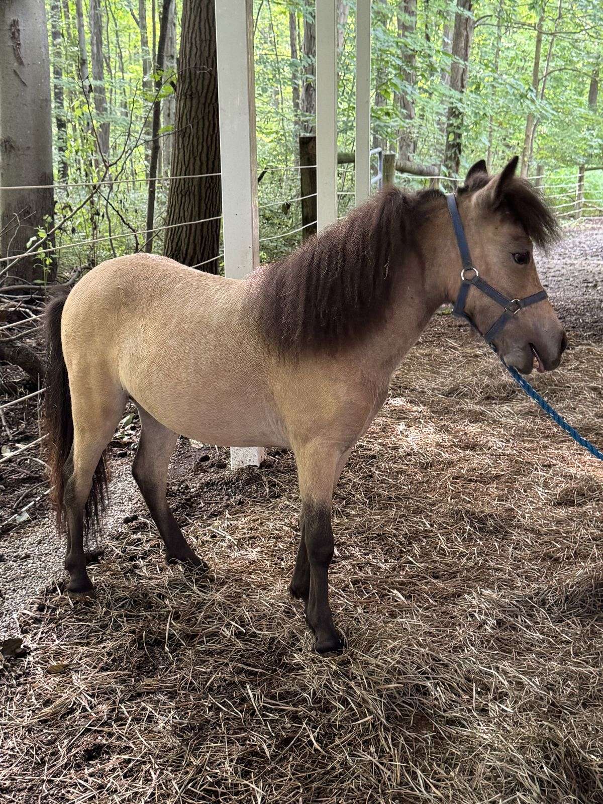 Falabella Blend Miniature