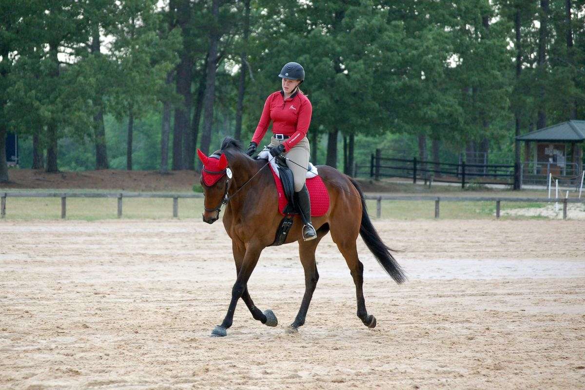 Naturally Gifted, Beautiful Gaits, Low Maintenance, OTTB Gelding