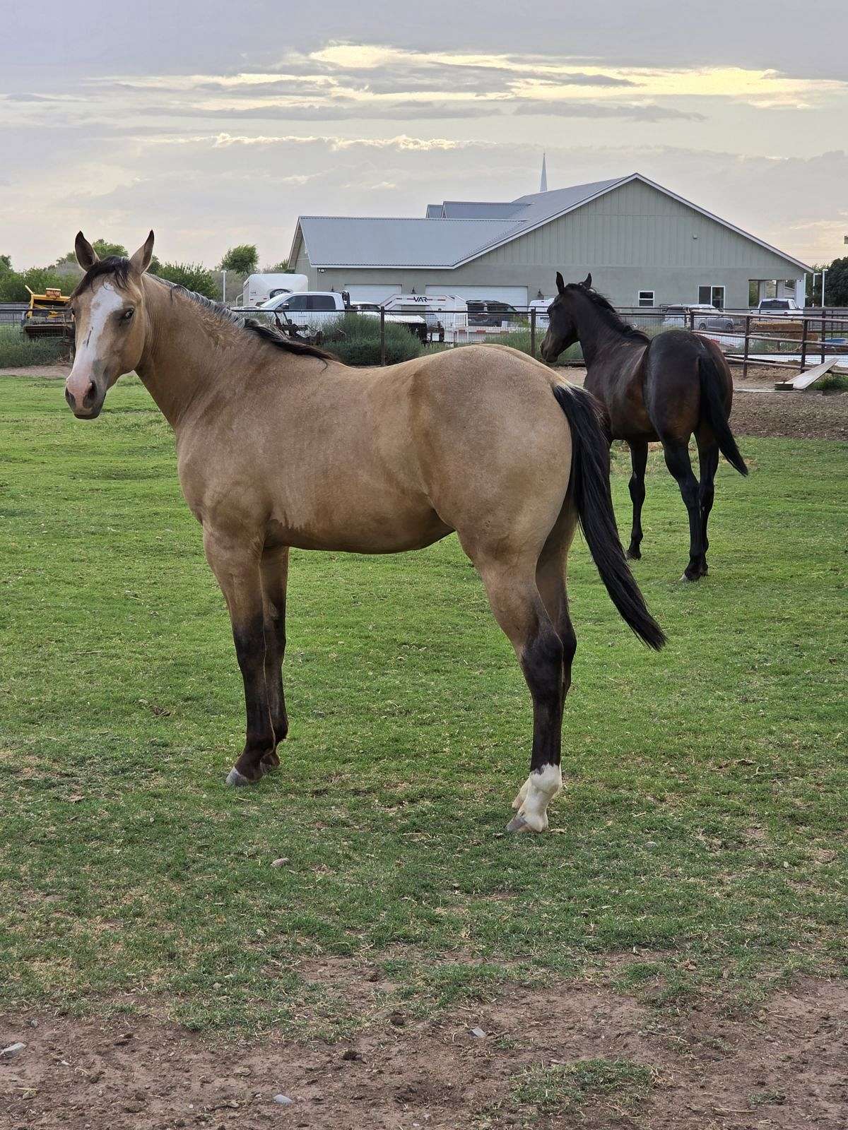 Buckskin Colt by an Aint Seen Nothin Yet Son