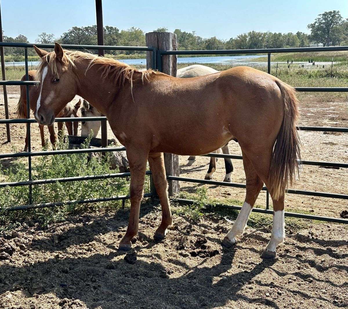 2023 Red Dun Colt