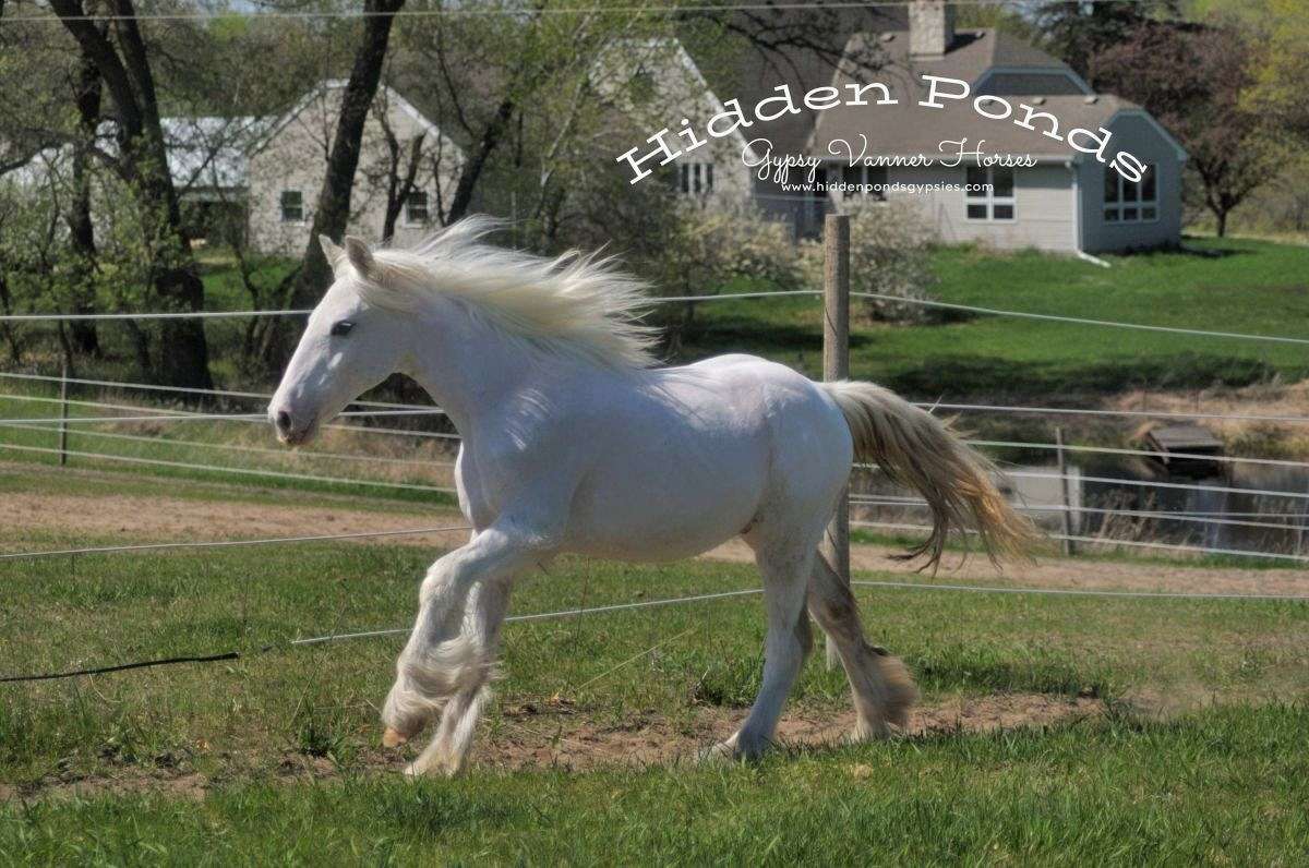 Adorable Little Unicorn Gypsy Pony