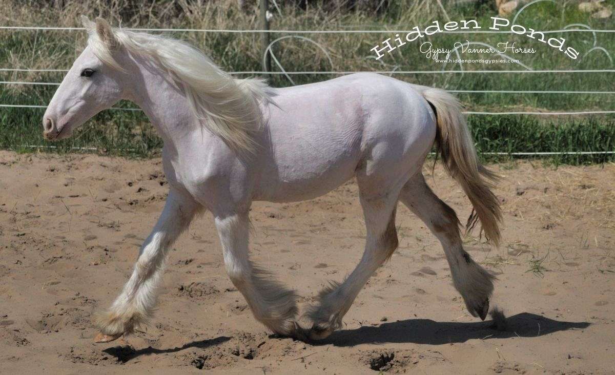 Adorable Little Unicorn Gypsy Pony