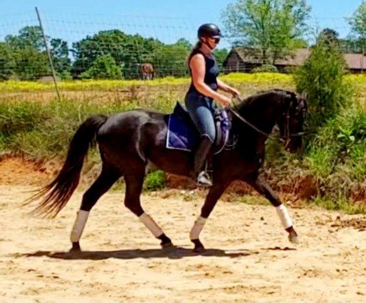 Dressage/Trail Partner