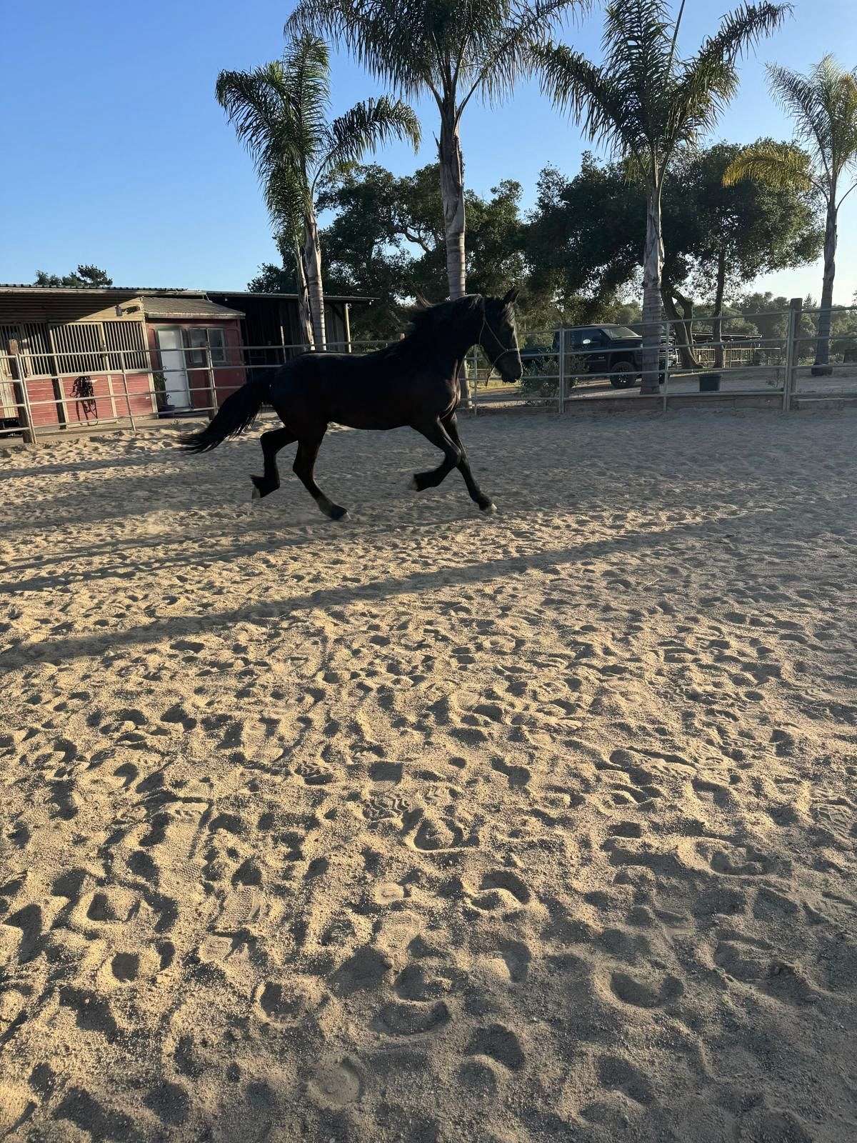 2024 Friesian Stud Colt Stallion in Arroyo Grande, CA