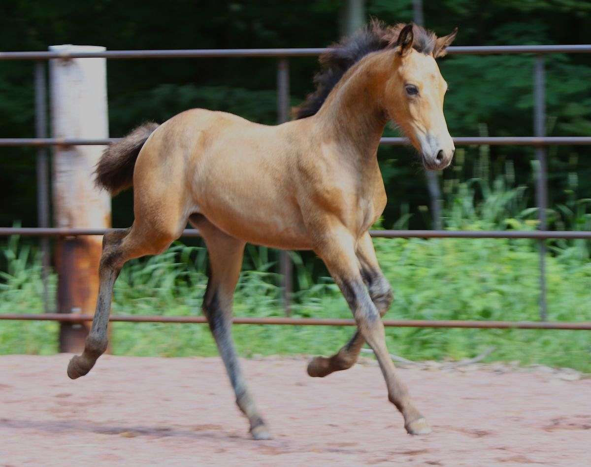 Gorgeous Andalusian / Morgan Sport Filly ~ Classical Performance Bred!