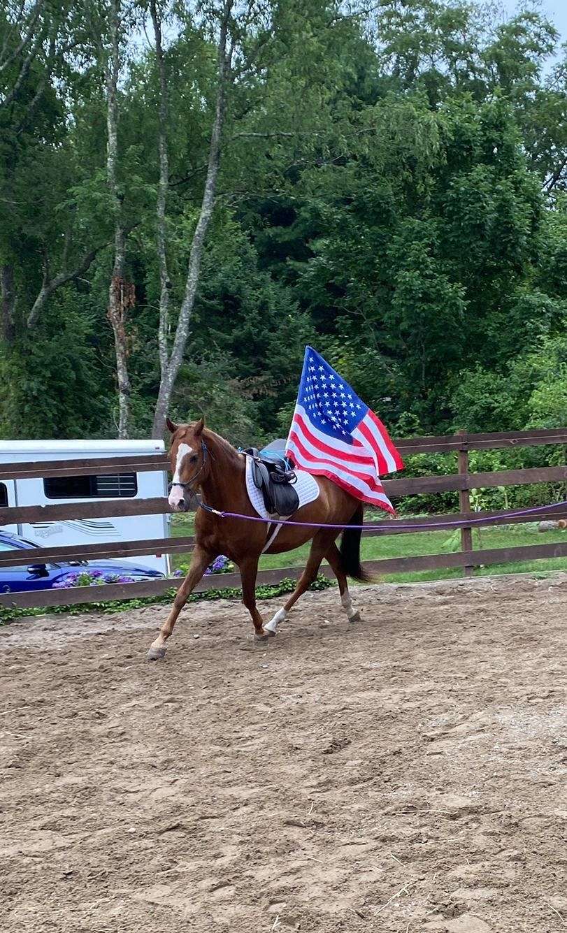 Lightly Started Morgan Gelding With Huge Sport Pony Potential and Brave!