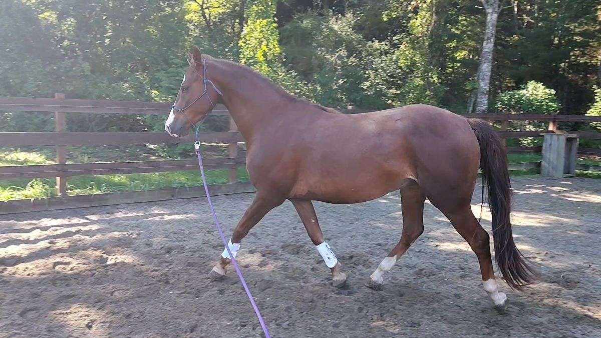 Hunter/Equitation/Dressage - Large Pony Prospect