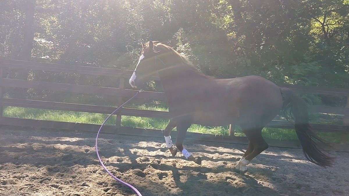 A Mini Warmblood in a Morgan Body • Fancy, Flashy & Fun